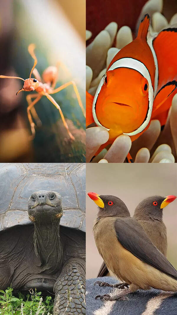 Can chickenpox happen twice? - Times of India