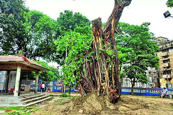 Transplantation: Lansdowne’s 40,000-kg giant tree gets a 2nd shot at ...
