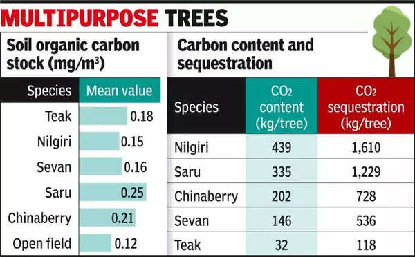 Carbon Sequestration: Relying on native trees to cut carbon in air | Ahmedabad News - Times of India