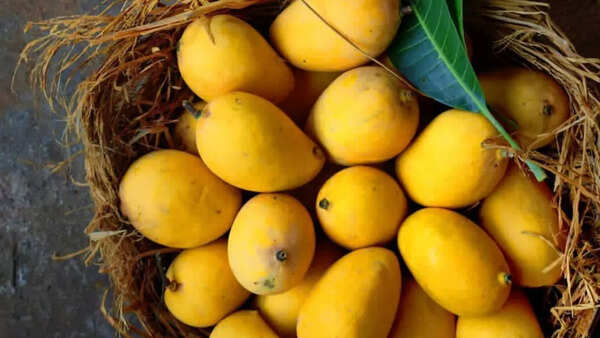 How to preserve Mangoes for atleast a week - Times of India