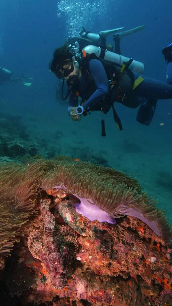 From Reefs to Wrecks, Scuba Dive Across India’s Shores - Times of India