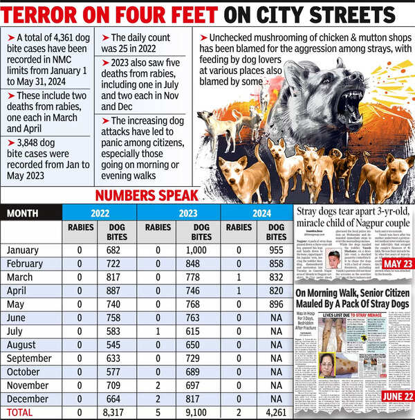 Dog Bite Cases: Rise in Dog Bite Cases and Rabies Deaths in Nagpur | Nagpur News - Times of India