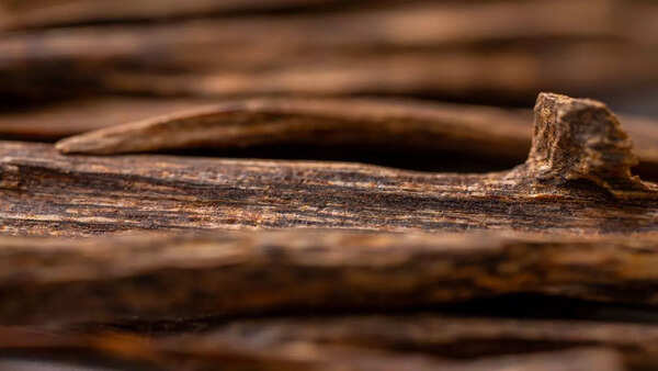 "Wood of the Gods": How an infected tree produces one of the most ...