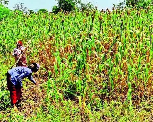 Farming Activities: Farming activities in north Maharashtra gain speed ...