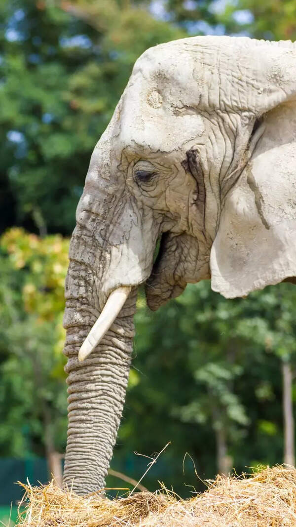 Here's why chickpeas is good for your skin! - Times of India