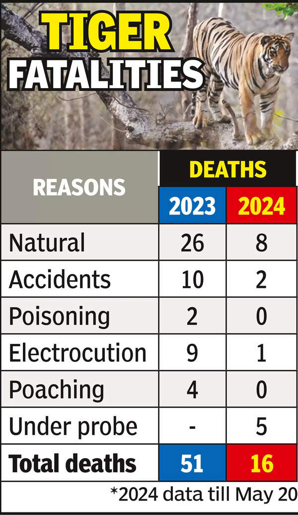 Tiger Poachers: State using secret fund to keep eye on tiger poachers ...