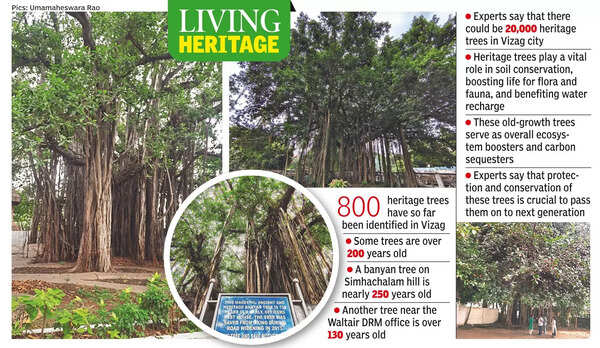 Heritage Trees: Vizag boasts of 800 heritage trees | Visakhapatnam News - Times of India