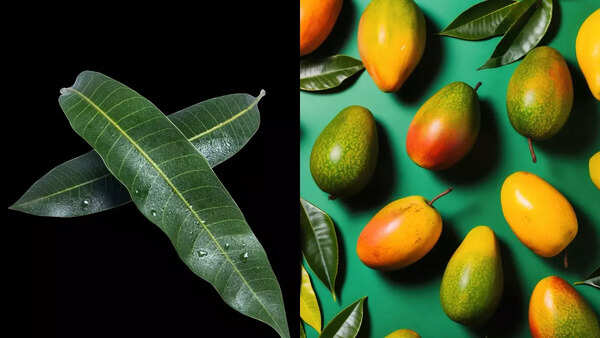8 Reasons why should not throw away Mango leaves - Times of India
