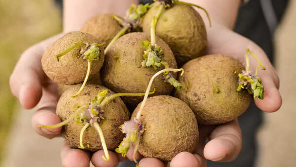 Are Sprouted Potatoes Safe to Eat? Nutritional Value, Risks, and ...