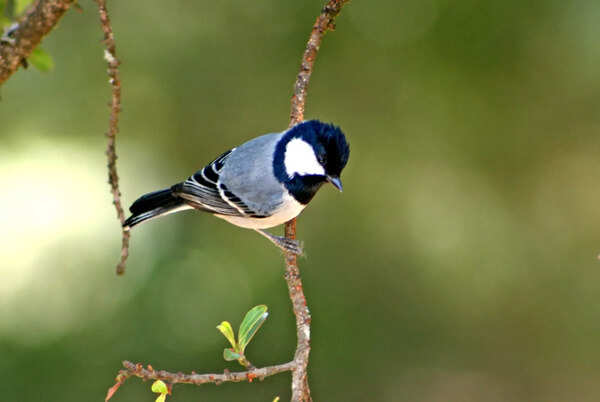 Bird enthusiasts thrilled as they record 56 bird species in Arippa ...