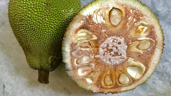 Jackfruit Cleaning Tips: How to clean, store and preserve Kathal ...