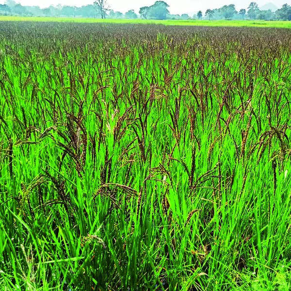 The legend of kalanamak rice | India News - Times of India