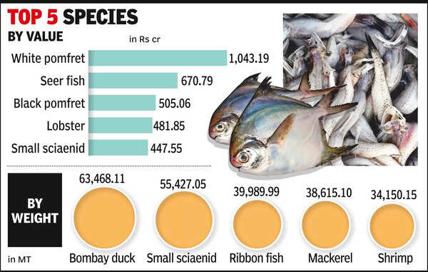Gujarat: Bombay duck most caught fish in Gujarat | Ahmedabad News ...