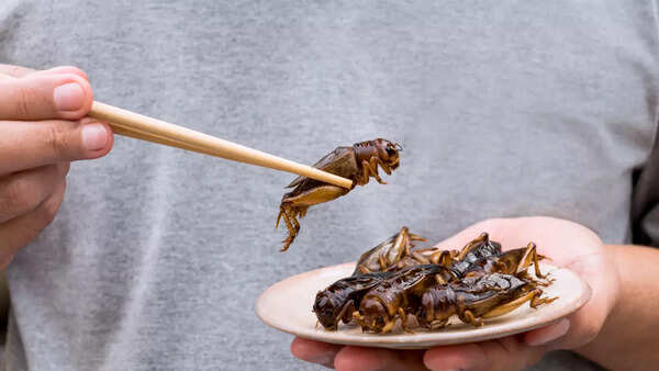 16 insects have been approved as food: Here's the list | - The Times of ...