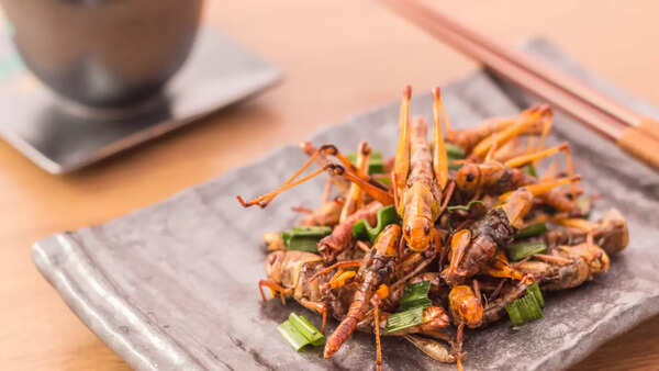16 insects have been approved as food: Here's the list | - The Times of ...