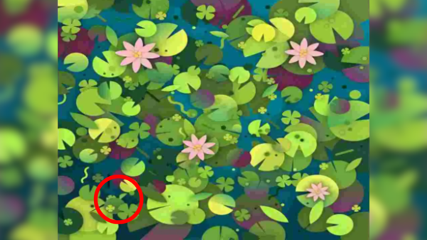 Optical Illusion Challenge: Can you spot the hidden turtle in the pool ...