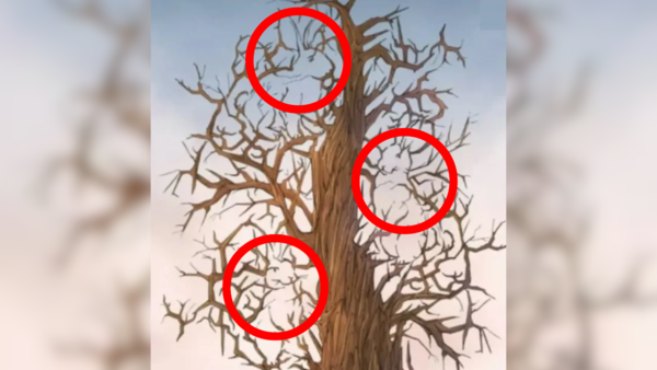 Optical Illusion: Can you spot the 3 hidden rabbits on this tree in ...