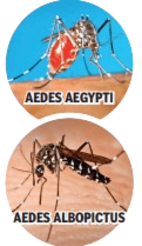 Decoding Zika virus: Symptoms, precautions, expert advice, all you need ...