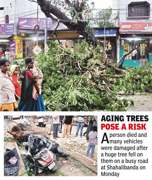Tree Falls: Fatal tree fall accident in Shahalibanda | Hyderabad News ...