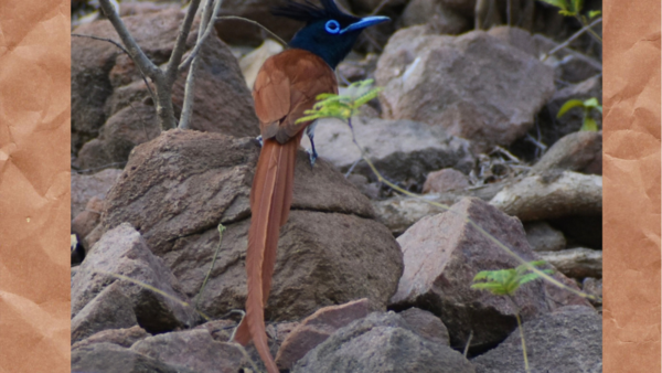 ‘Monsoon is a great time to go birding in Gurgaon’s many natural ...