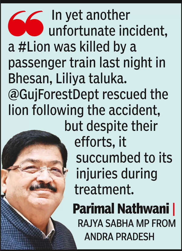 Lion: Lion killed by train near Liliya sparks safety concerns for ...