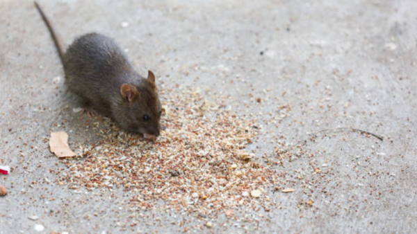 Diseases from House Rat: 7 deadly diseases that common house rats can ...