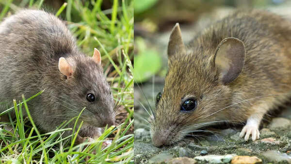 Watch Popular Children Hindi Story 'The Mouse And Cat Fooled The Rabbit ...