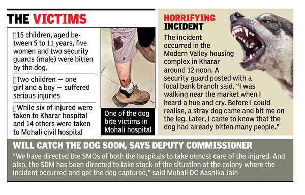 Dog Bite: Stray Dog Bites 22 in Kharar, 15 Children Among Victims ...