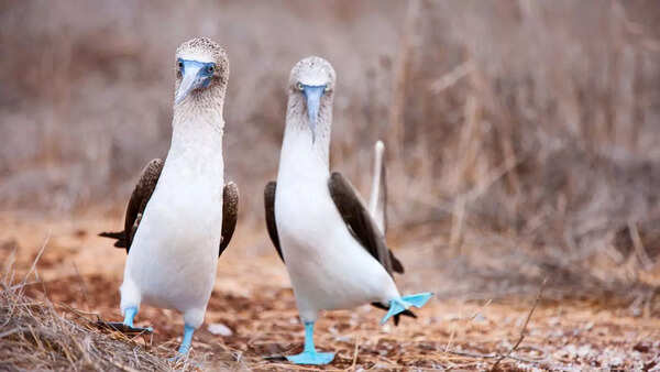 Everything you need to know about blue-footed birds and what makes them ...