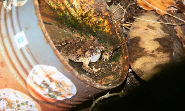 Andamanese Charles Darwin’S Frog: Threatened frog adapts to human trash ...