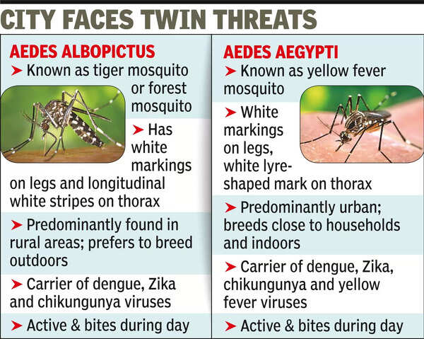 Dengue: Albopictus Mosquito Returns to Kolkata, Dengue Surge Worries ...