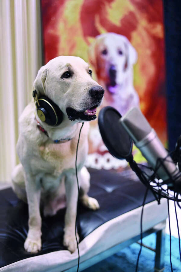 In a first for Kannada cinema, a labrador dubs for a movie | Kannada ...