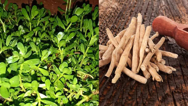 Keep forgetting things. This Brahmi and Ashwagandha tea has proven to ...