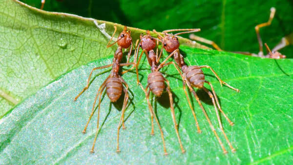 Explained: How ancient armies used ants to heal their wounds | - Times ...