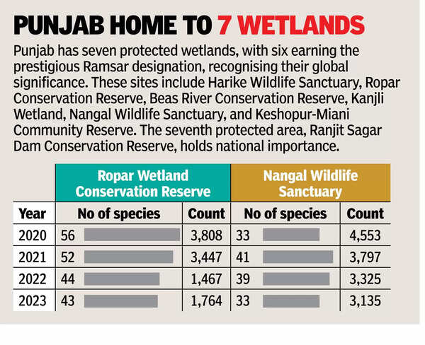 Wetlands: Decline in Bird Population at Ropar and Nangal Wetlands in ...