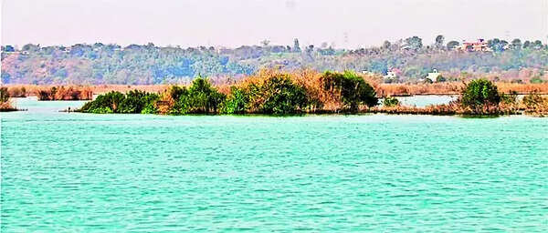 Wetlands: Decline in Bird Population at Ropar and Nangal Wetlands in ...