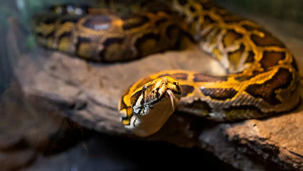 Viral video: Massive 18-foot Burmese python in Florida eats 5-foot ...