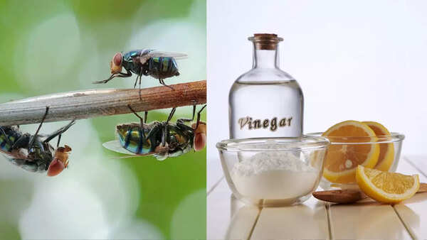 Common kitchen ingredients can keep monsoon insects and crawlers at bay ...