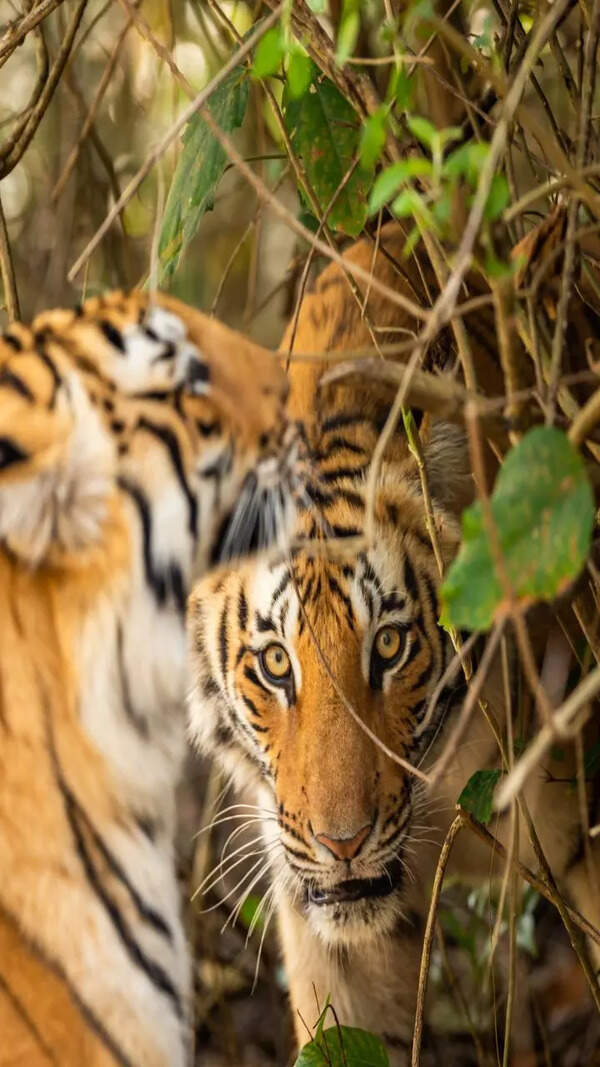 What is Krishna Shila stone and why was it used in making Ram Lalla ...