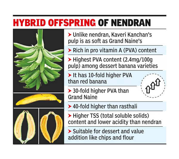 Kaveri Kanchan: NRCB unveils Kaveri Kanchan, a new banana variety ...