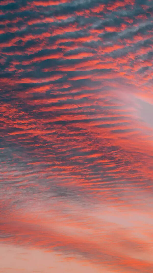 First single from 'NEEK' titled Golden Sparrow | Tamil Movie News ...