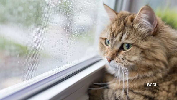 Cat Health Care: Keeping your cat healthy this monsoon: Rainy day ...