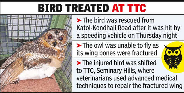 Mottled Wood Owl: Mottled Wood Owl undergoes unique orthopaedic surgery ...