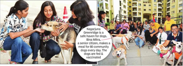 How they care for community dogs | Bengaluru News - The Times of India