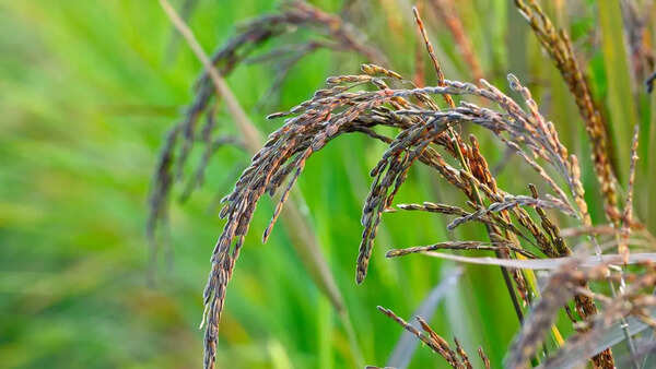 8 Reasons why Assamese ‘Chak Hao’ is good for health - Times of India