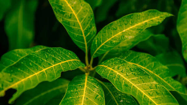 Food Serving Leaves Benefits: 9 leaves used in South Indian cuisine for ...