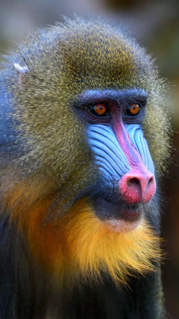 Kalyana Veedu fame actress Anjana gets engaged - Times of India