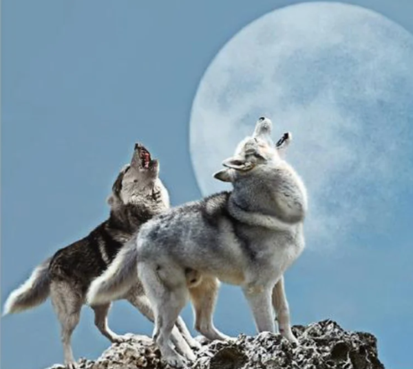 Dogs: ‘Happiness comes fully to dogs — free of heavy human reflection ...