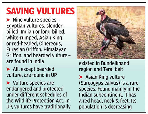 Asian Vultures: World’s First Centre for Asian Vultures Inaugurated by ...