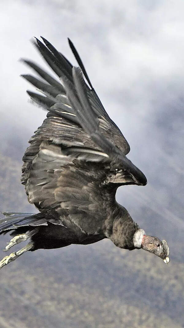 Spoiler Alert! THESE two stars make a special appearance in Vijay's ...